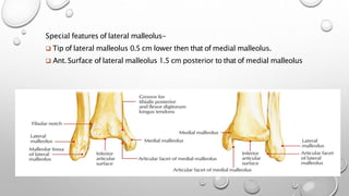 Anatomy of Fibula with Muscle Attachments.pptx