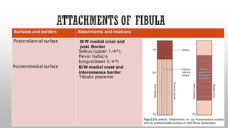 Anatomy of Fibula with Muscle Attachments.pptx