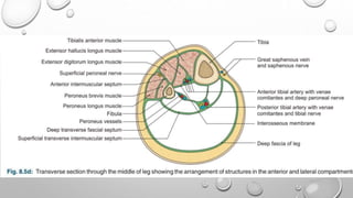 Anatomy of Fibula with Muscle Attachments.pptx