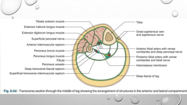 Anatomy of Fibula with Muscle Attachments.pptx | Death, Injury, or ...