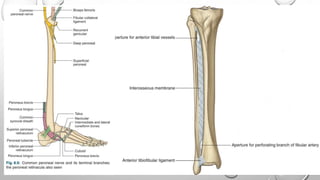 Anatomy of Fibula with Muscle Attachments.pptx