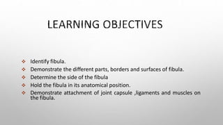 Anatomy of Fibula with Muscle Attachments.pptx