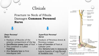 Anatomy of Fibula with Muscle Attachments.pptx