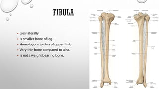 Anatomy of Fibula with Muscle Attachments.pptx