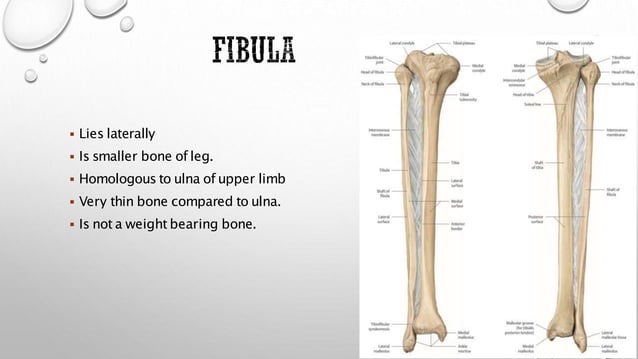 Anatomy of Fibula with Muscle Attachments.pptx | Death, Injury, or Military Conflict | Sensitive ...