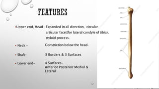 Anatomy of Fibula with Muscle Attachments.pptx