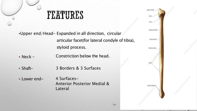 Anatomy of Fibula with Muscle Attachments.pptx | Death, Injury, or Military Conflict | Sensitive ...