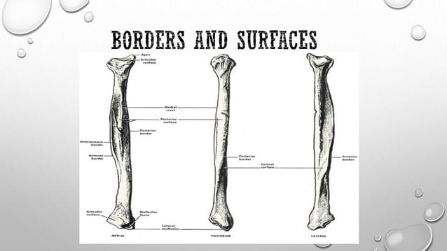 Anatomy of Fibula with Muscle Attachments.pptx | Death, Injury, or ...