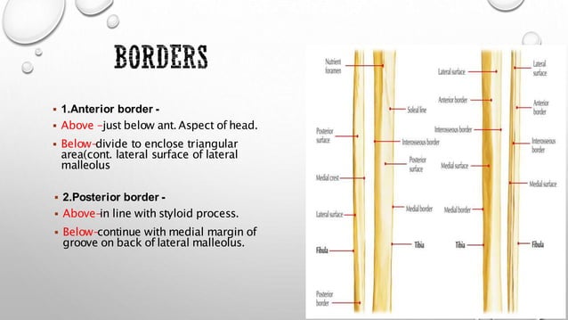 Anatomy of Fibula with Muscle Attachments.pptx | Death, Injury, or ...