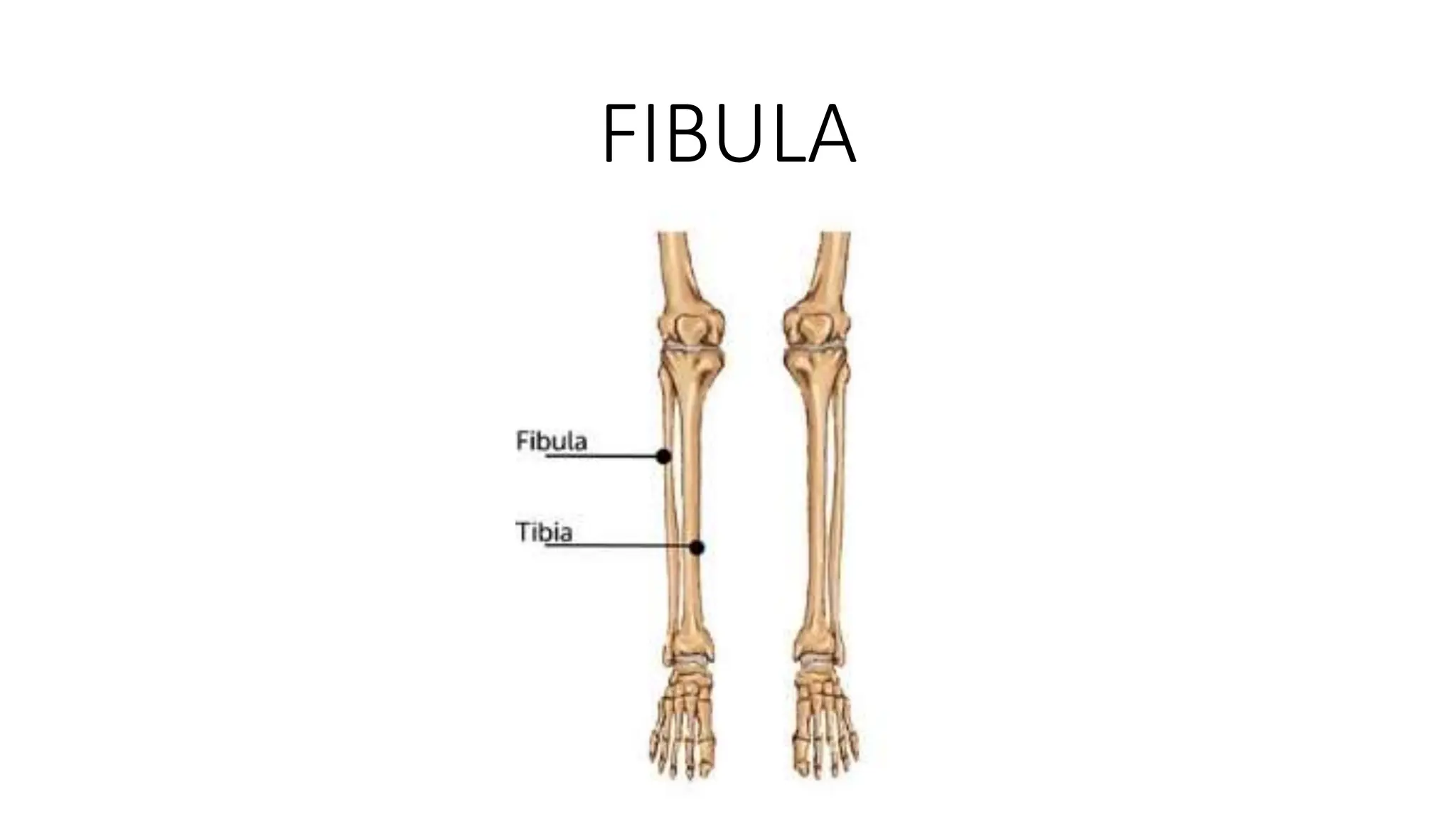 FIBULA Leg anatomy bones presentation pptx | PPTX
