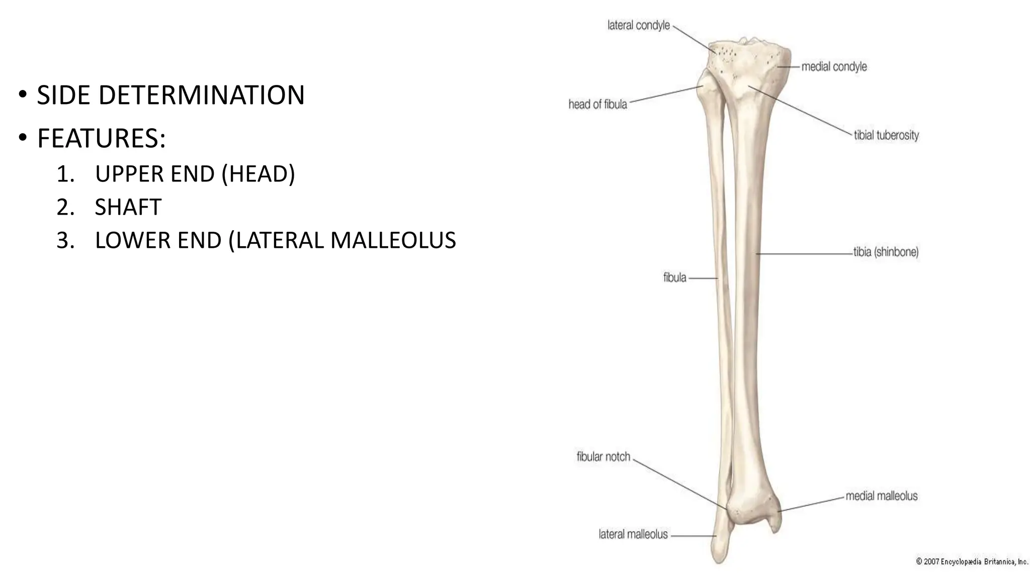 FIBULA Leg anatomy bones presentation pptx | PPTX