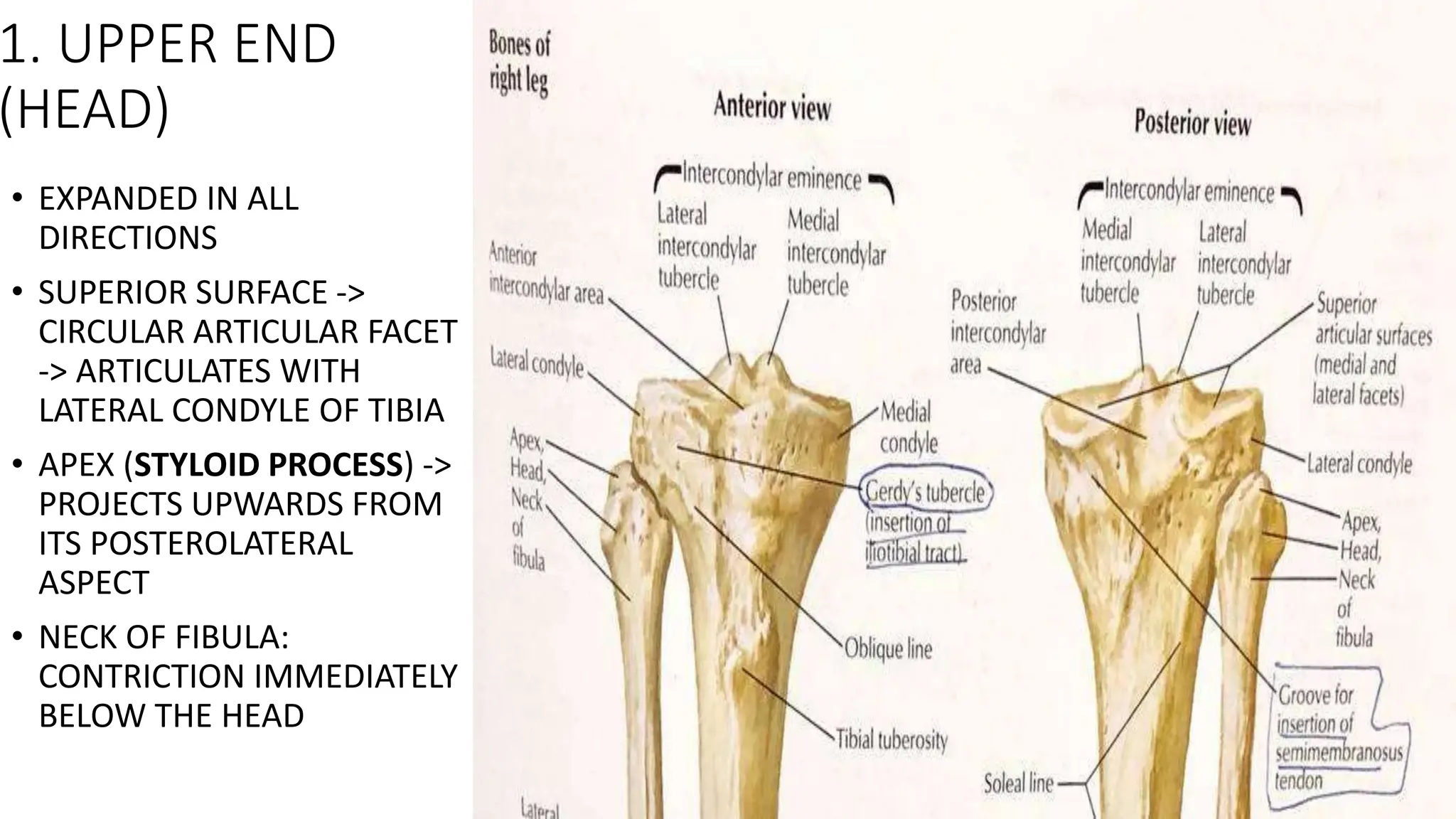FIBULA Leg anatomy bones presentation pptx | PPTX