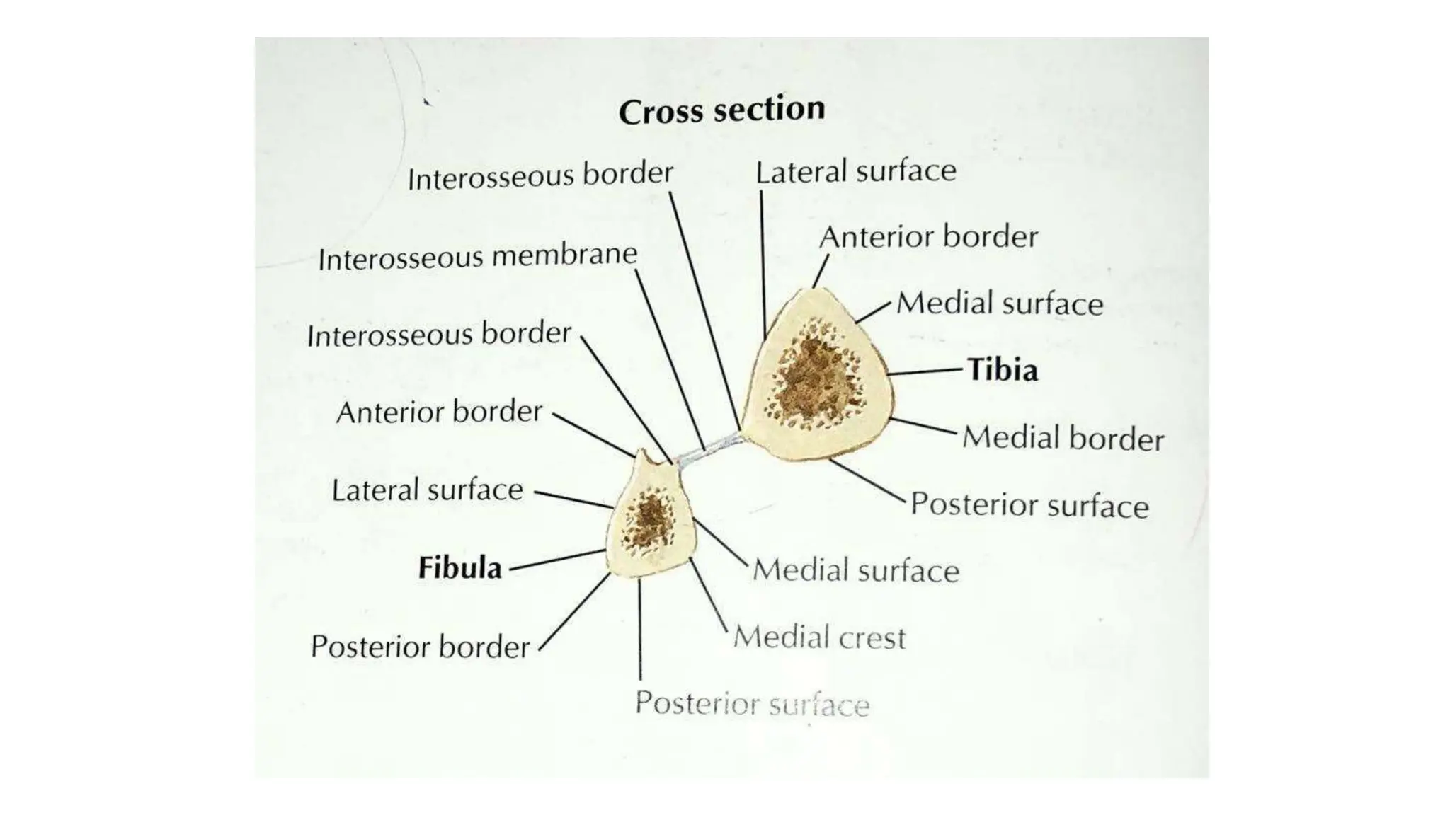 FIBULA Leg anatomy bones presentation pptx | PPTX