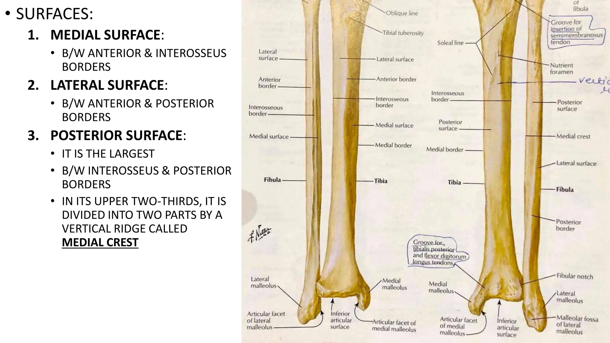 FIBULA Leg anatomy bones presentation pptx | PPTX