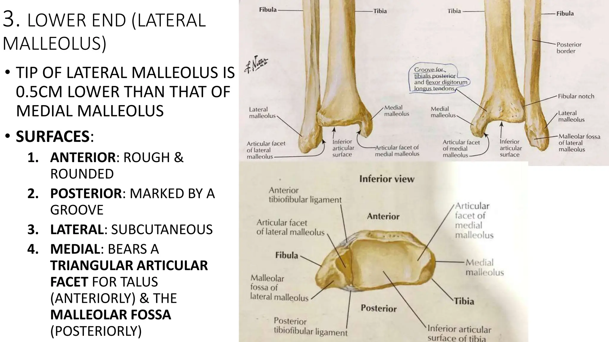 FIBULA Leg anatomy bones presentation pptx | PPTX