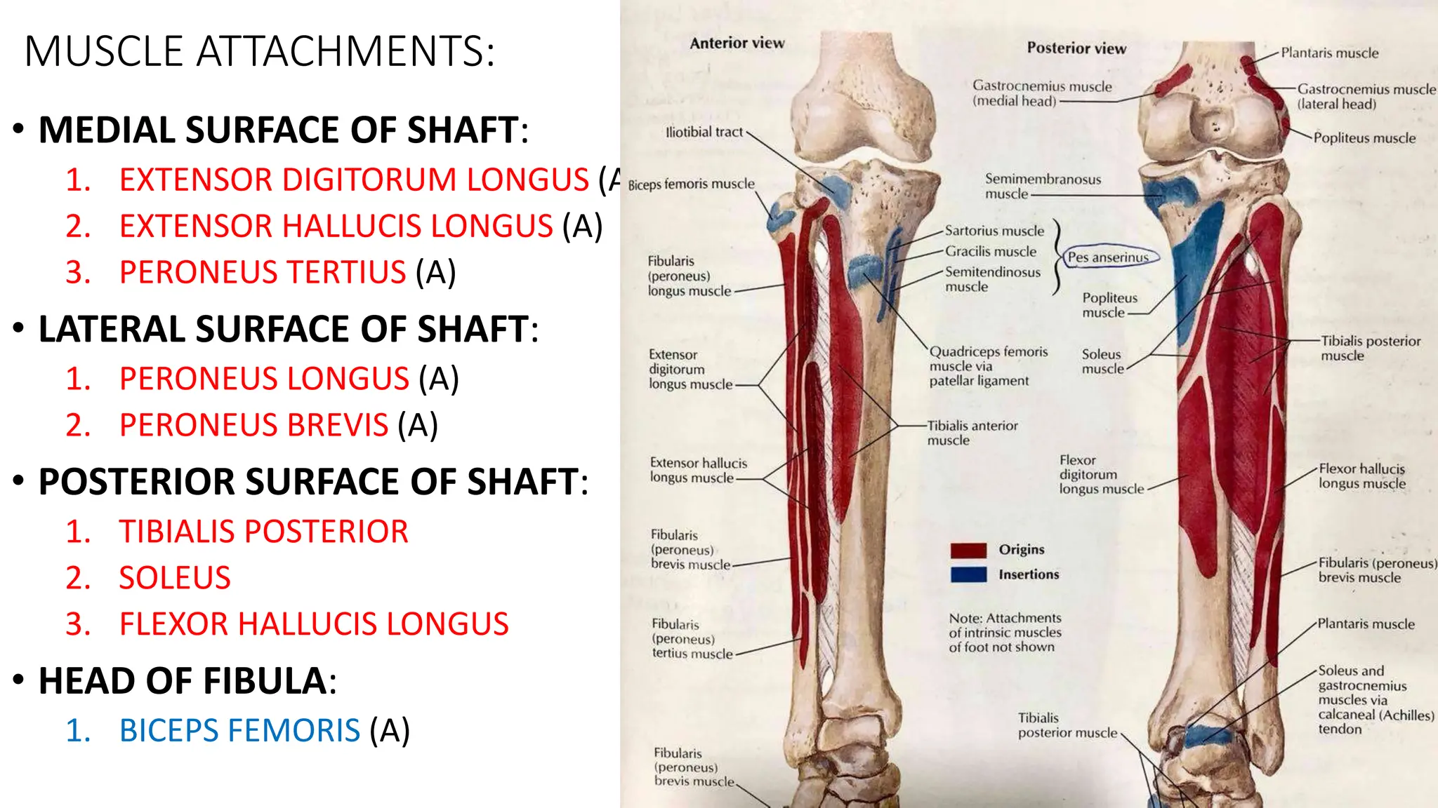 FIBULA Leg anatomy bones presentation pptx | PPTX