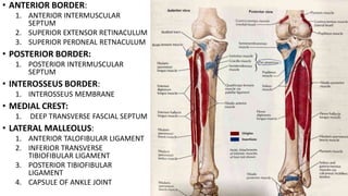 FIBULA Leg anatomy bones presentation pptx | PPTX