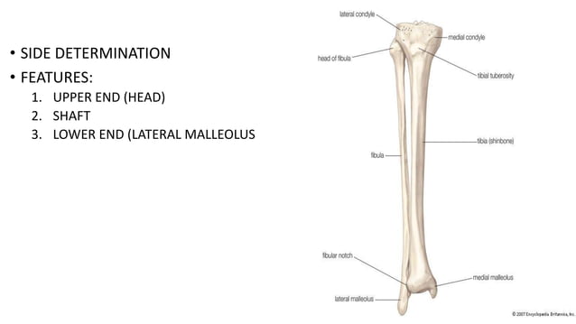 FIBULA Leg anatomy bones presentation pptx | PPTX