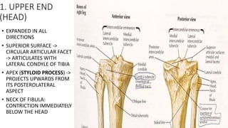 FIBULA Leg anatomy bones presentation pptx | PPTX