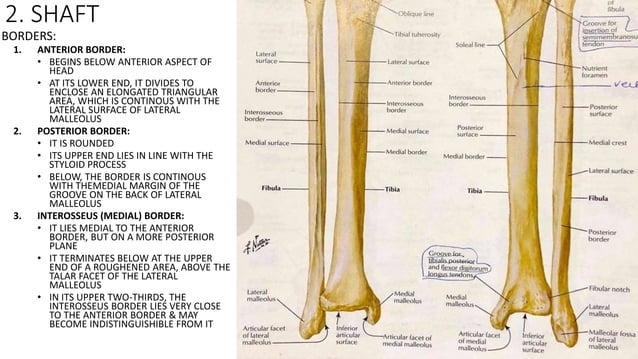 FIBULA Leg anatomy bones presentation pptx | PPTX