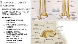 FIBULA Leg anatomy bones presentation pptx | PPTX