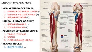 FIBULA Leg anatomy bones presentation pptx | PPTX
