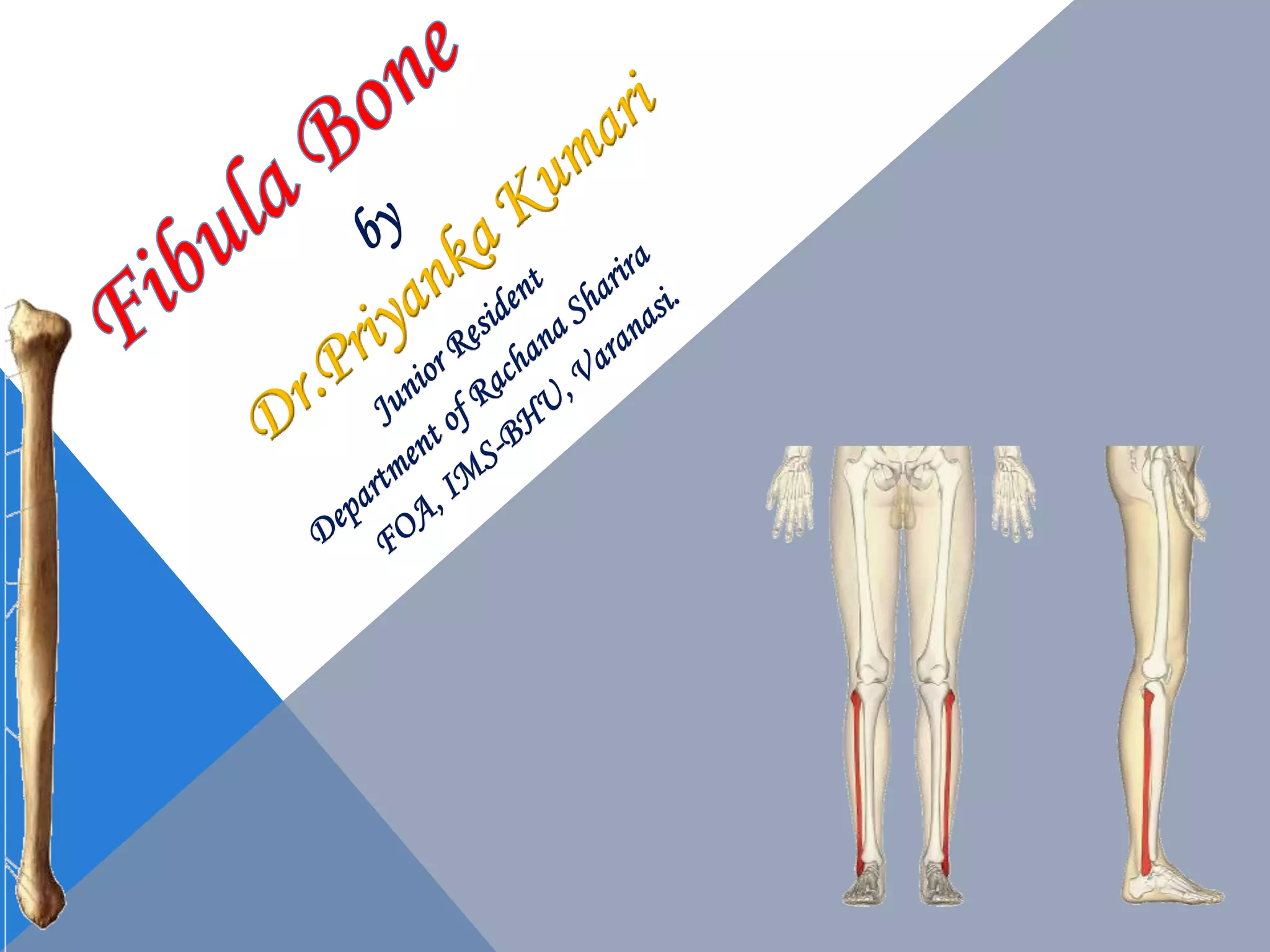 Fibula bone Anatomy | PPTX