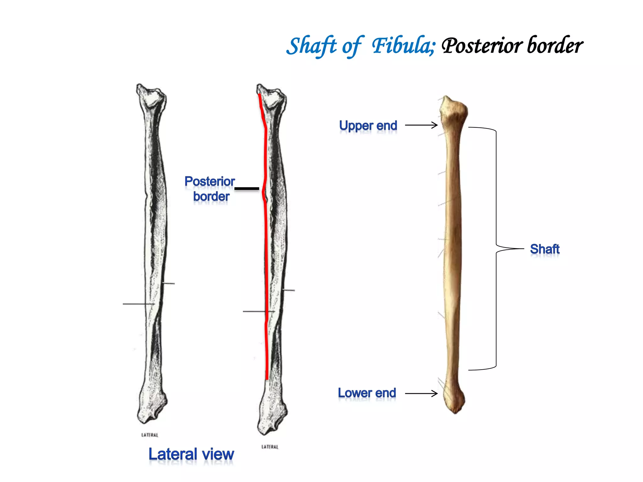 Fibula bone Anatomy | PPTX