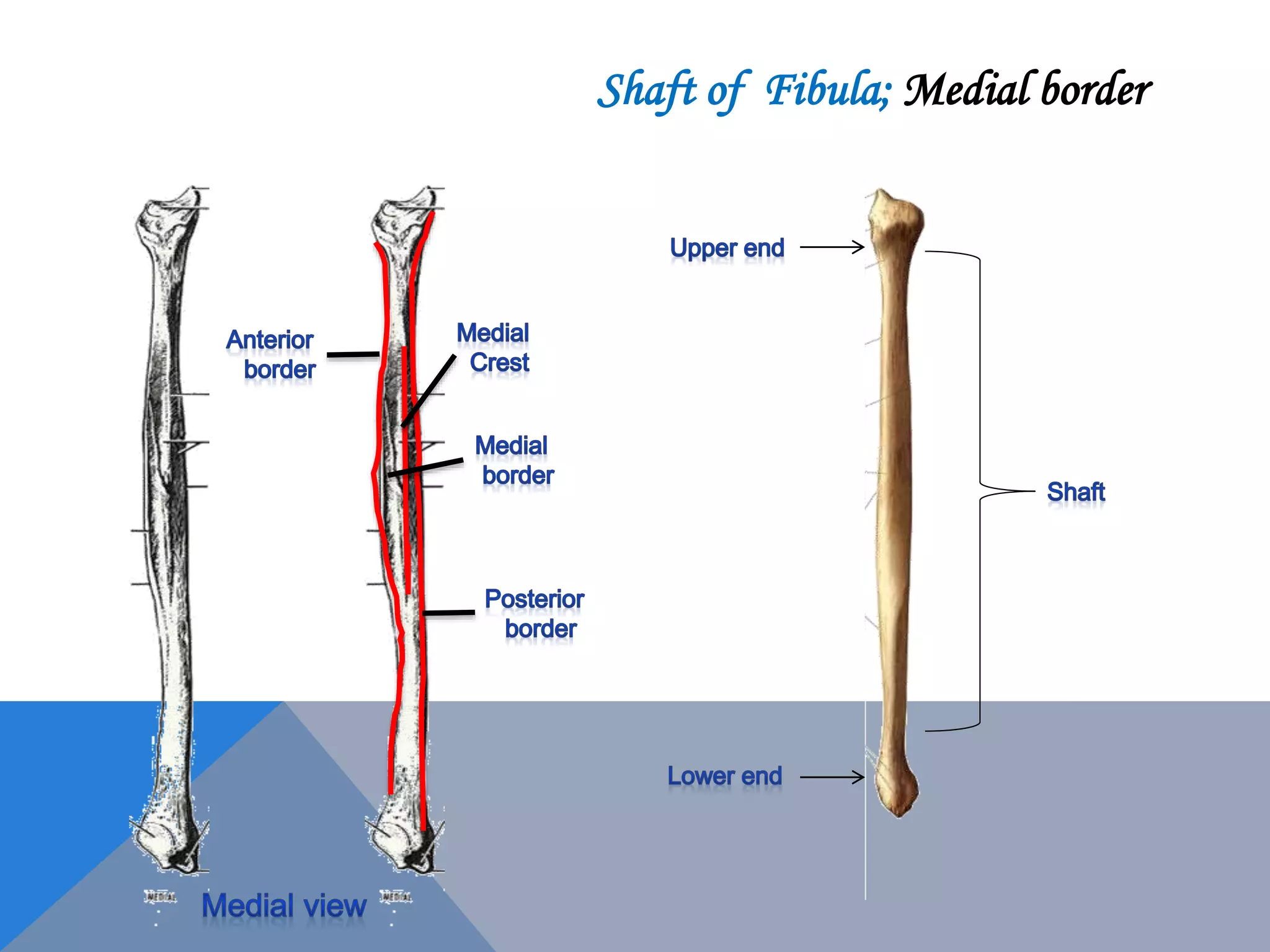 Fibula bone Anatomy | PPTX