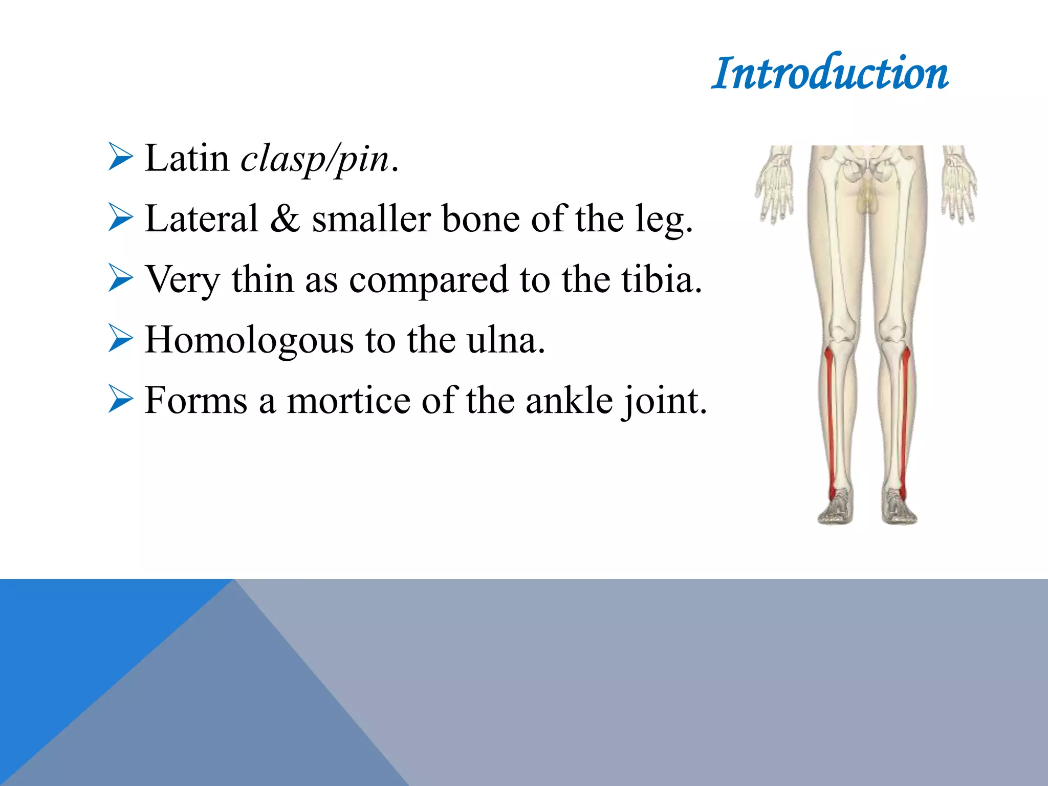 Fibula bone Anatomy | PPTX