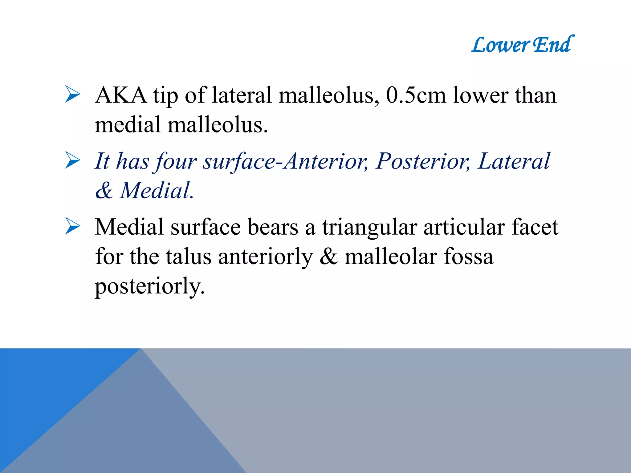 Fibula bone Anatomy | PPTX