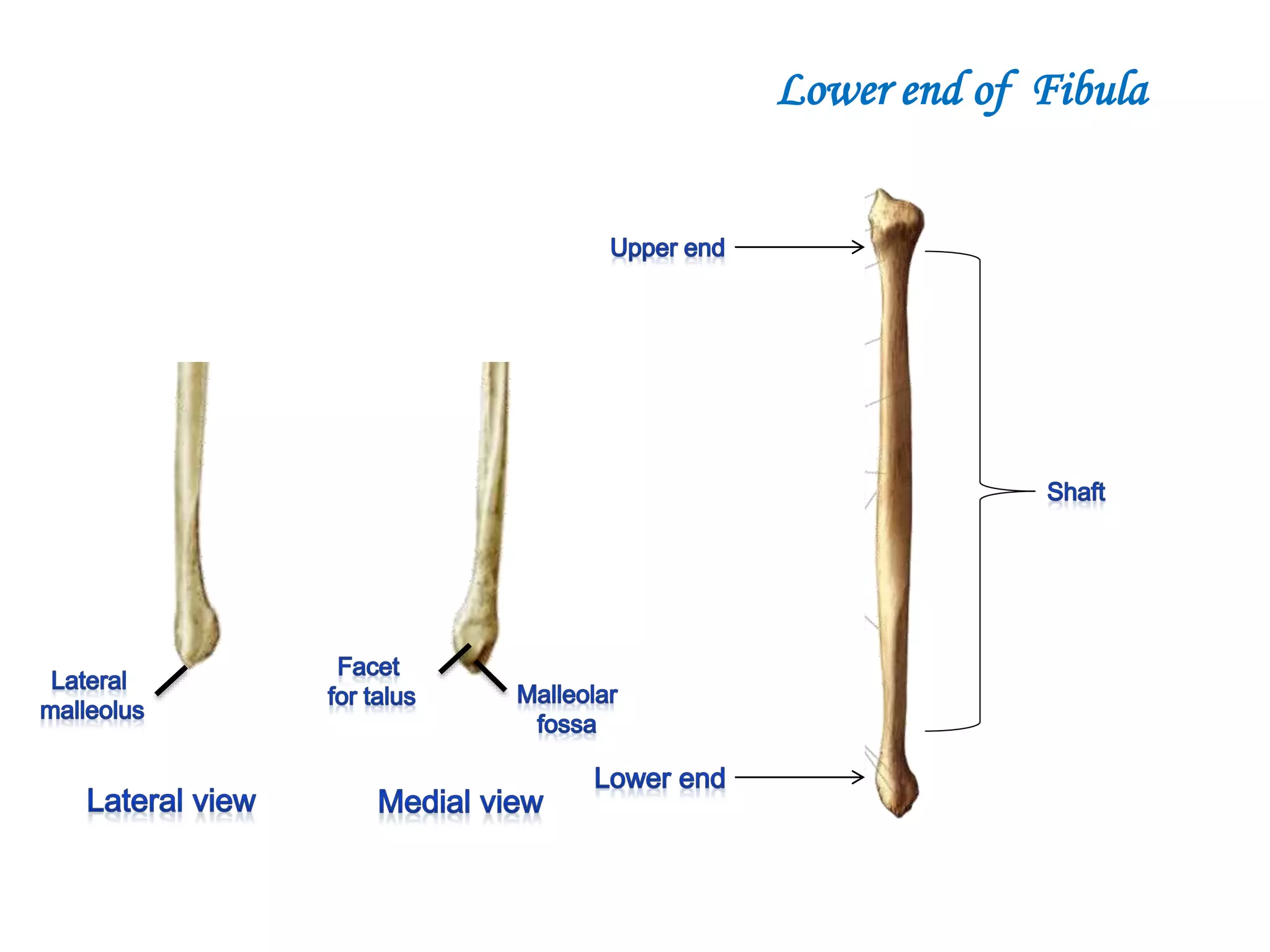 Fibula bone Anatomy | PPTX