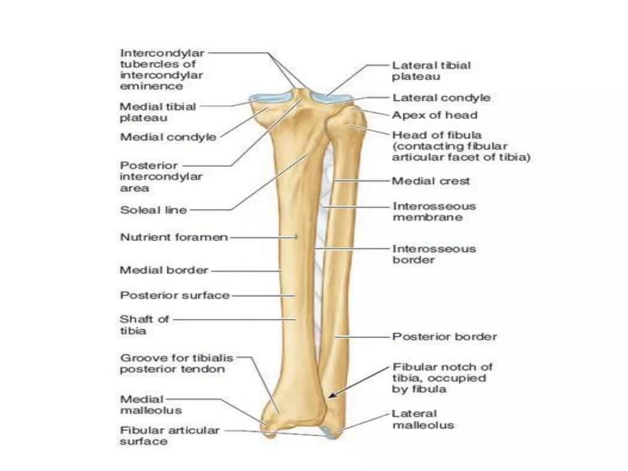 Fibula bone Anatomy | PPTX