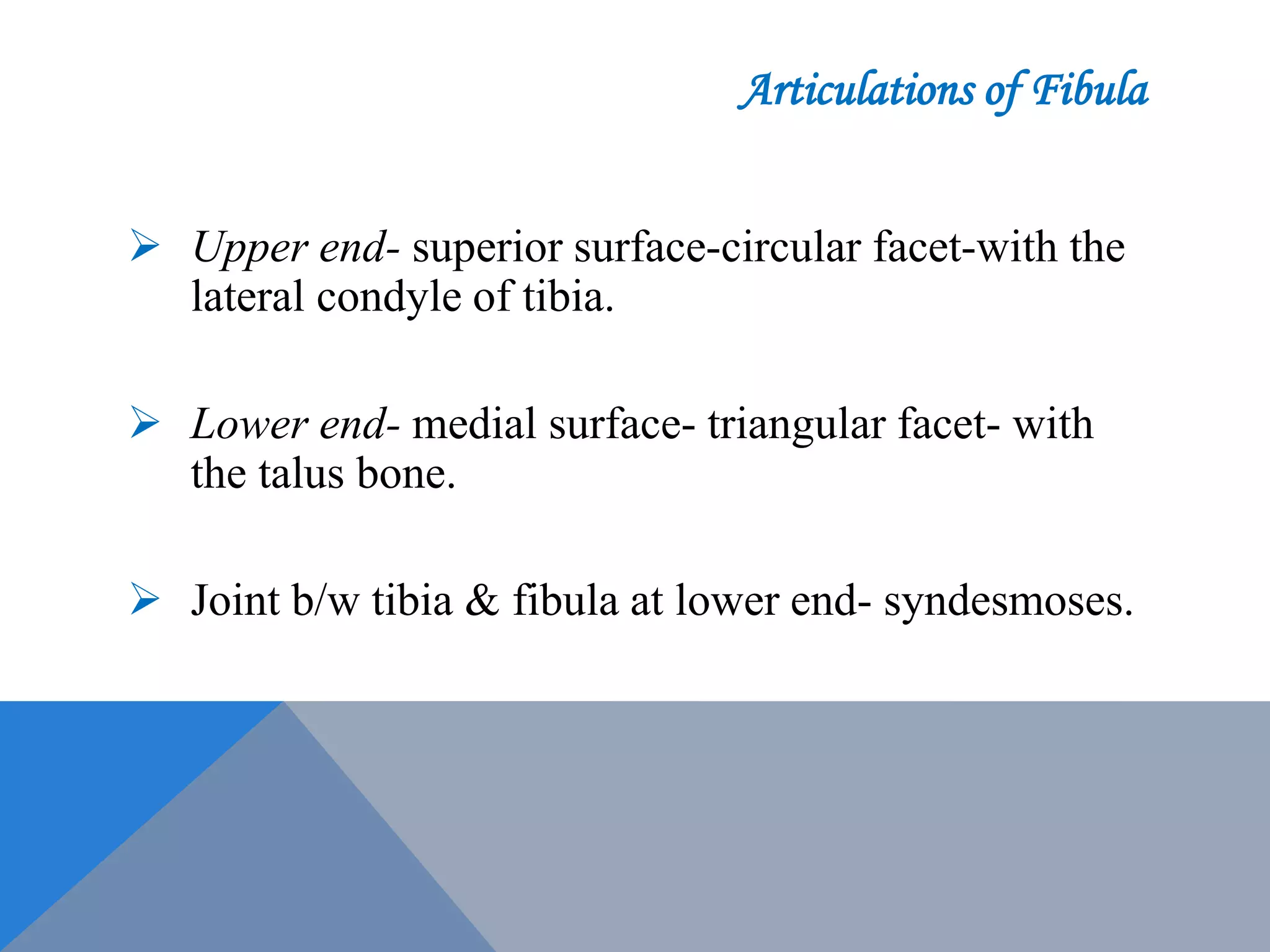 Fibula bone Anatomy | PPTX