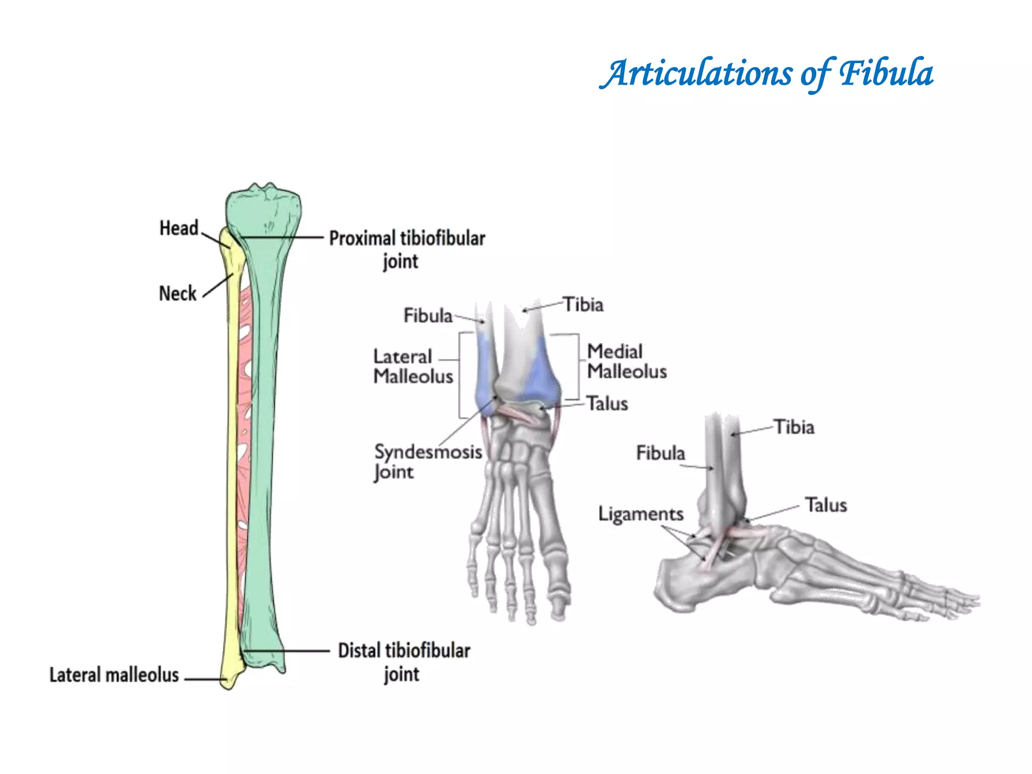 Fibula bone Anatomy | PPTX