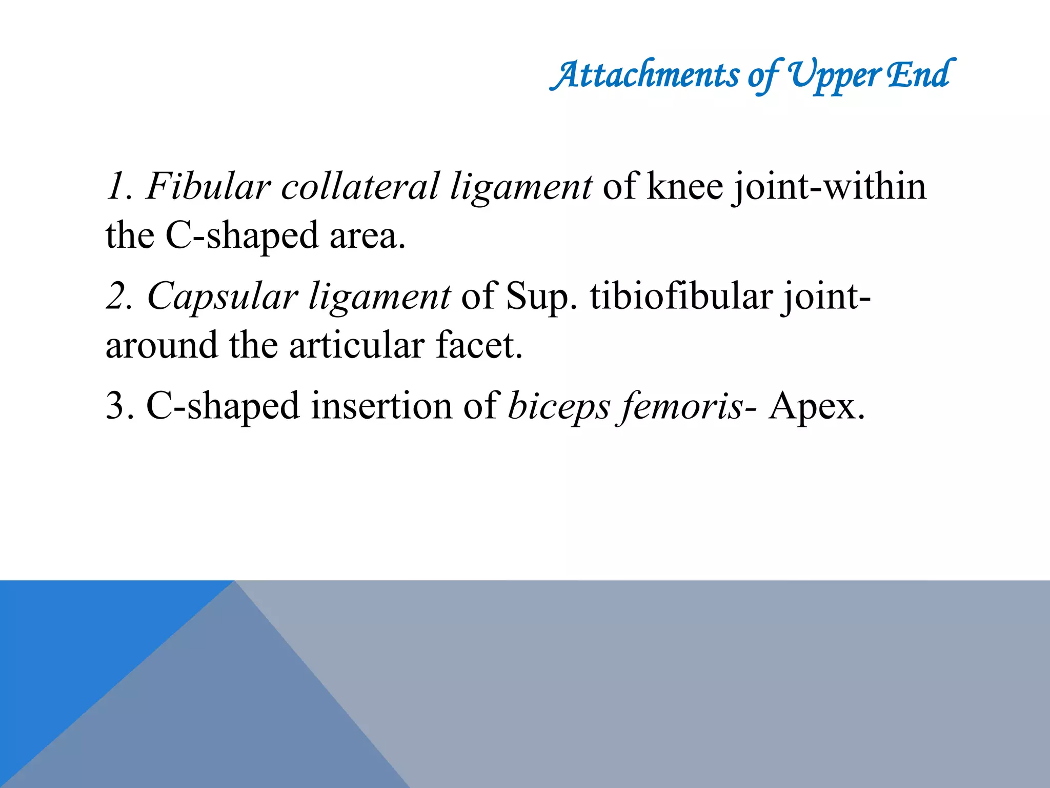 Fibula bone Anatomy | PPTX