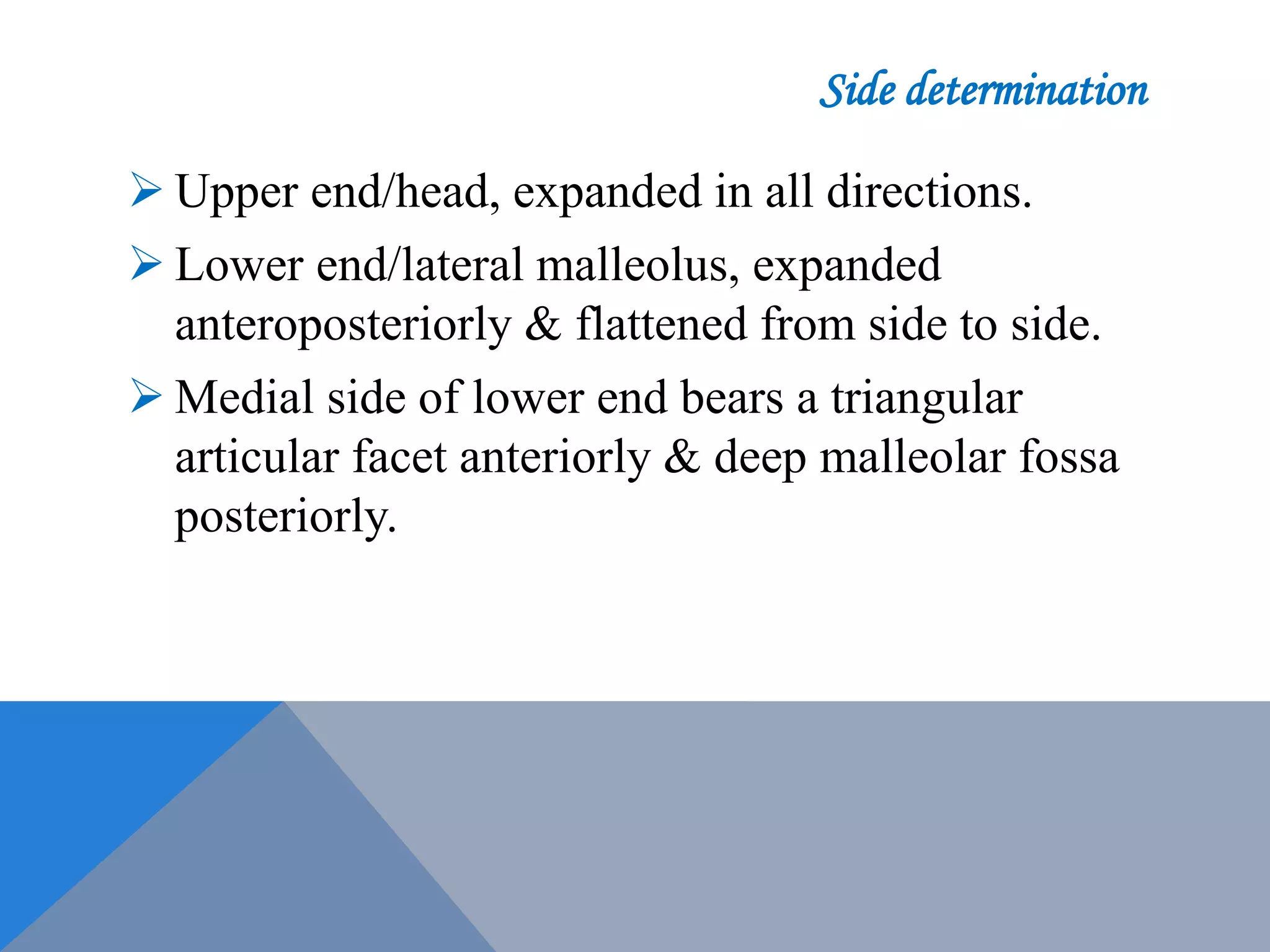 Fibula bone Anatomy | PPTX