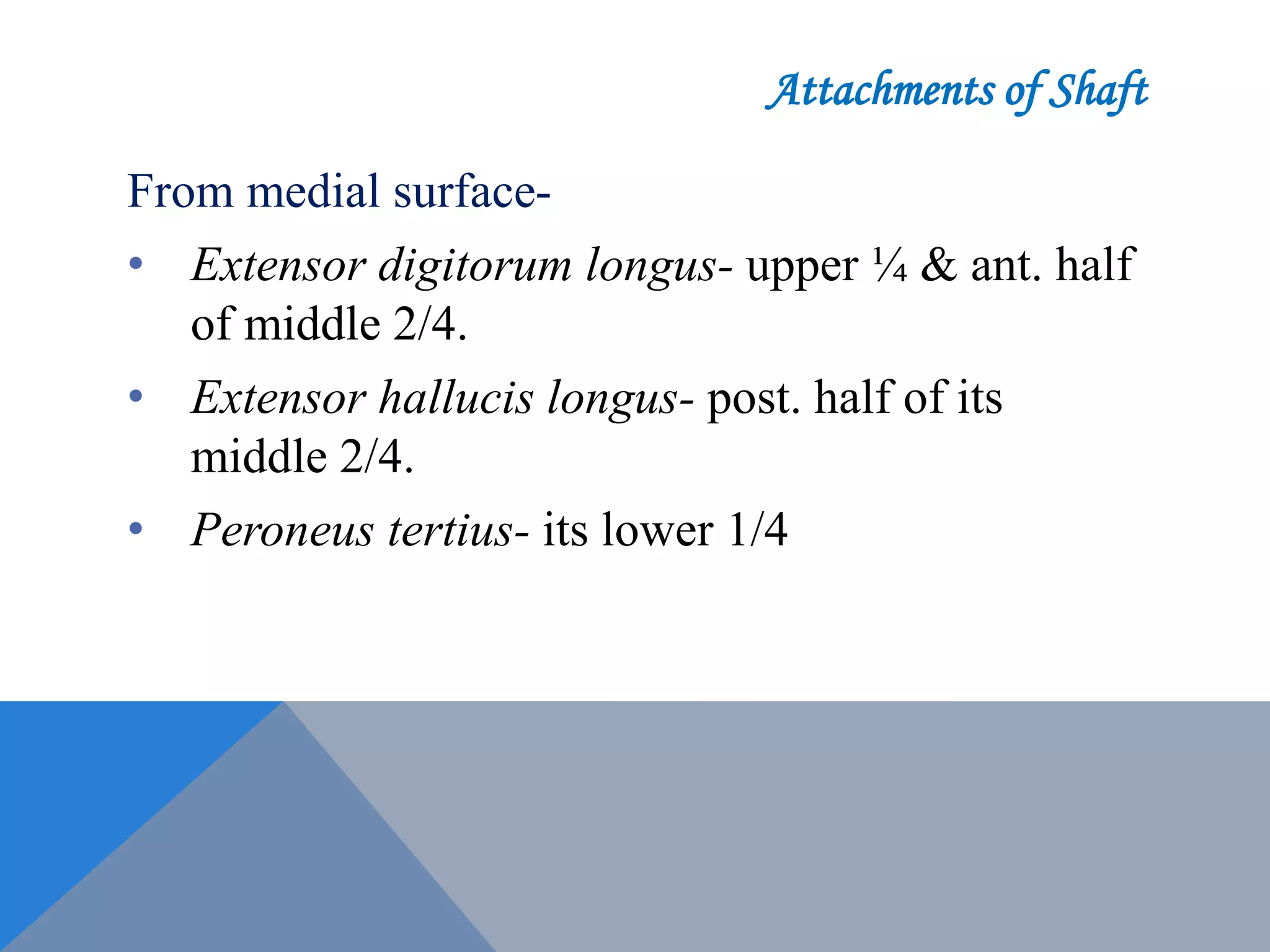Fibula bone Anatomy | PPTX