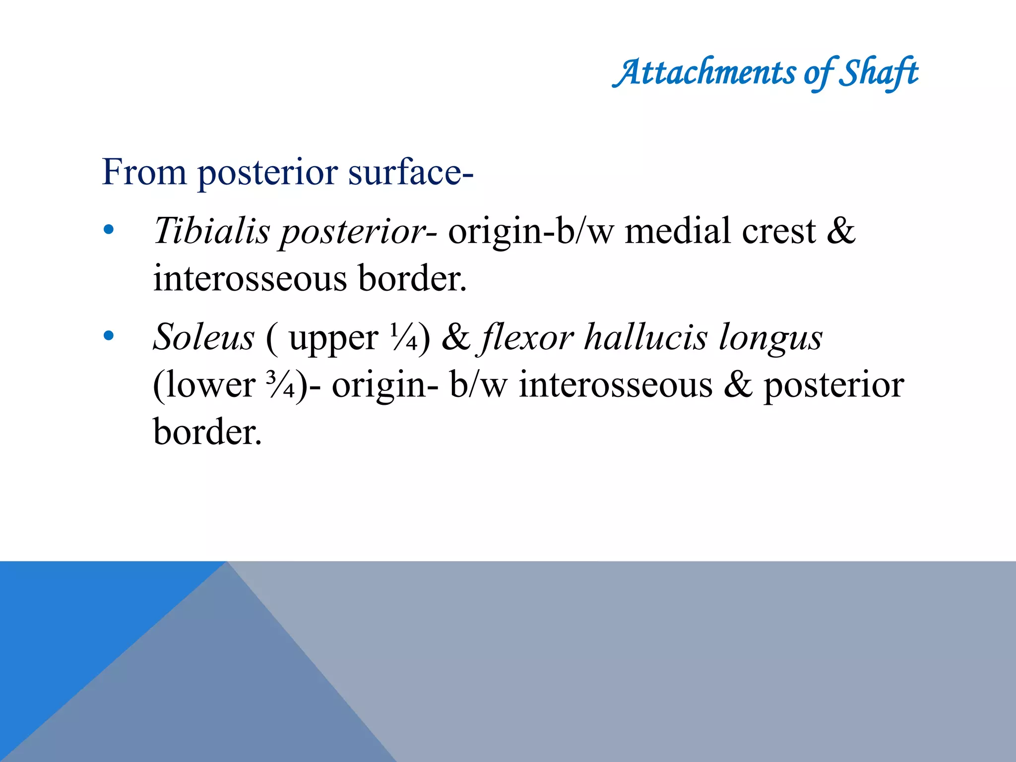 Fibula bone Anatomy | PPTX