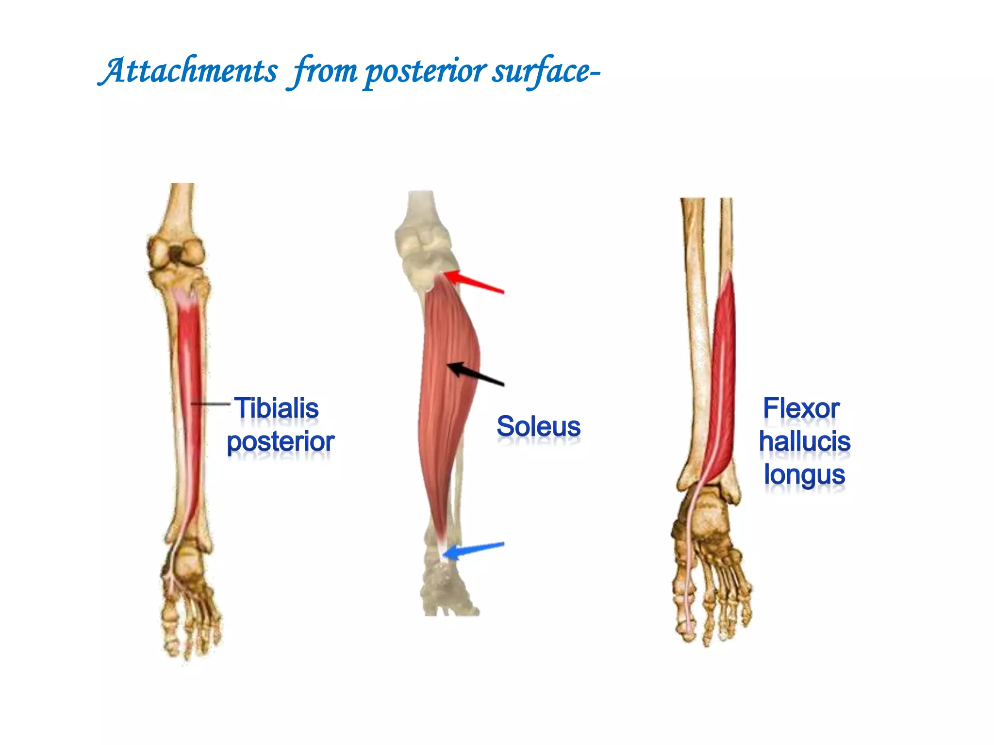 Fibula bone Anatomy | PPTX