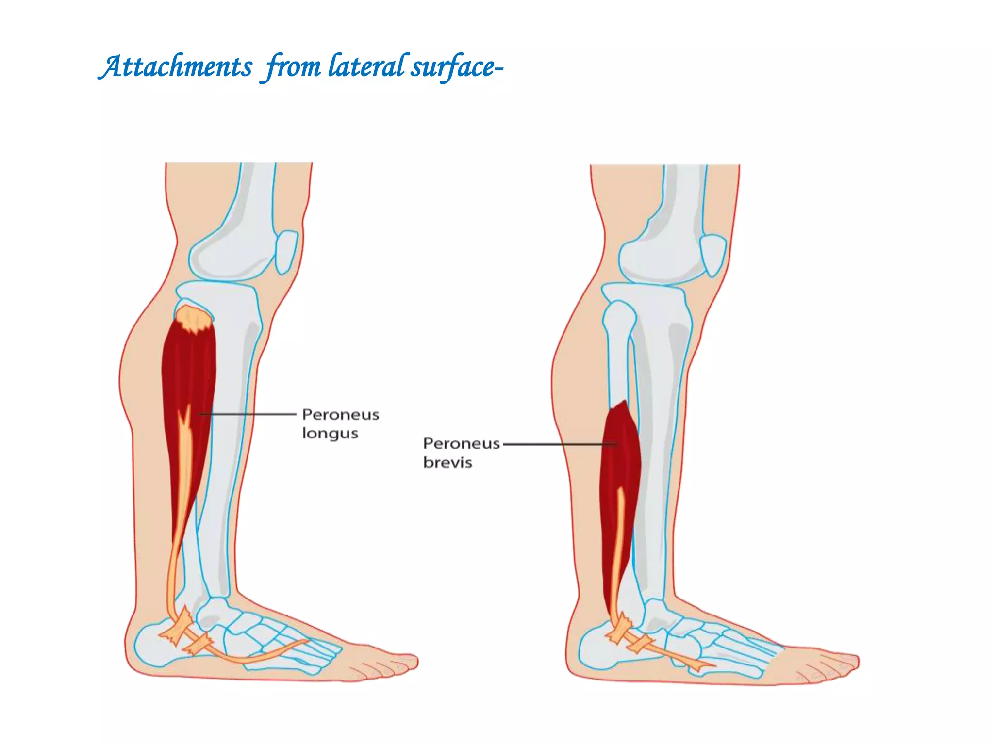 Fibula bone Anatomy | PPTX