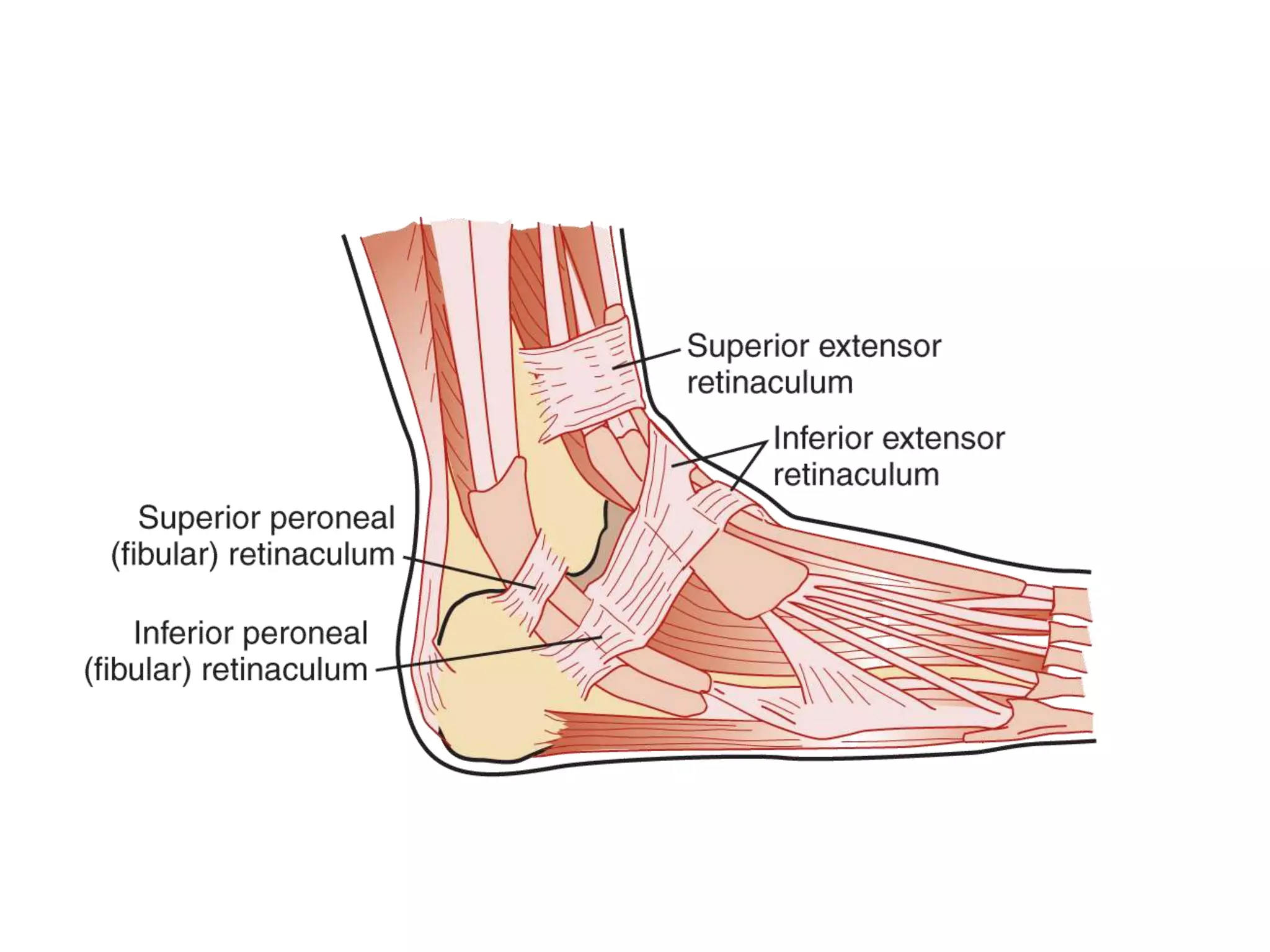 Fibula bone Anatomy | PPTX