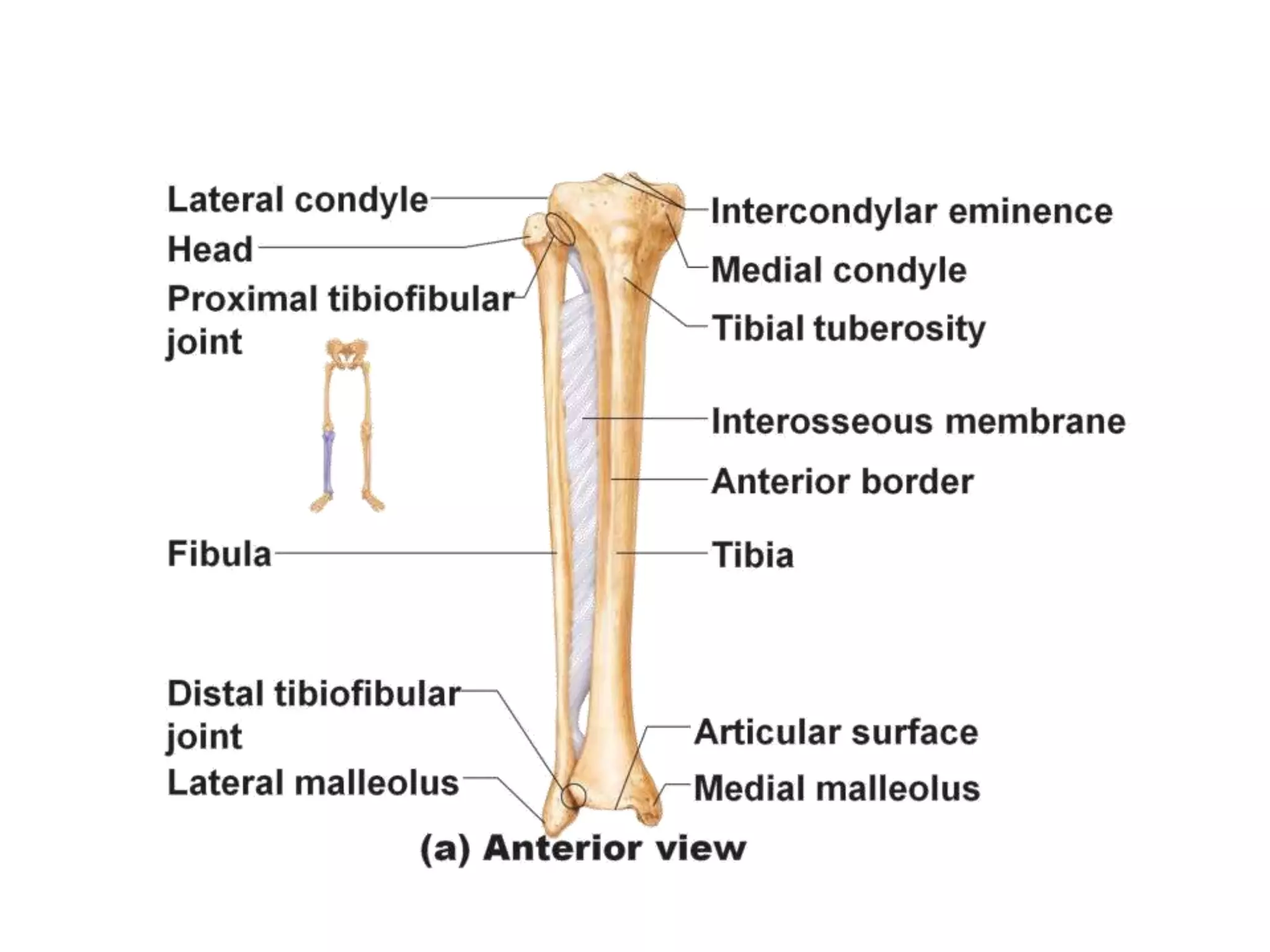 Fibula bone Anatomy | PPTX