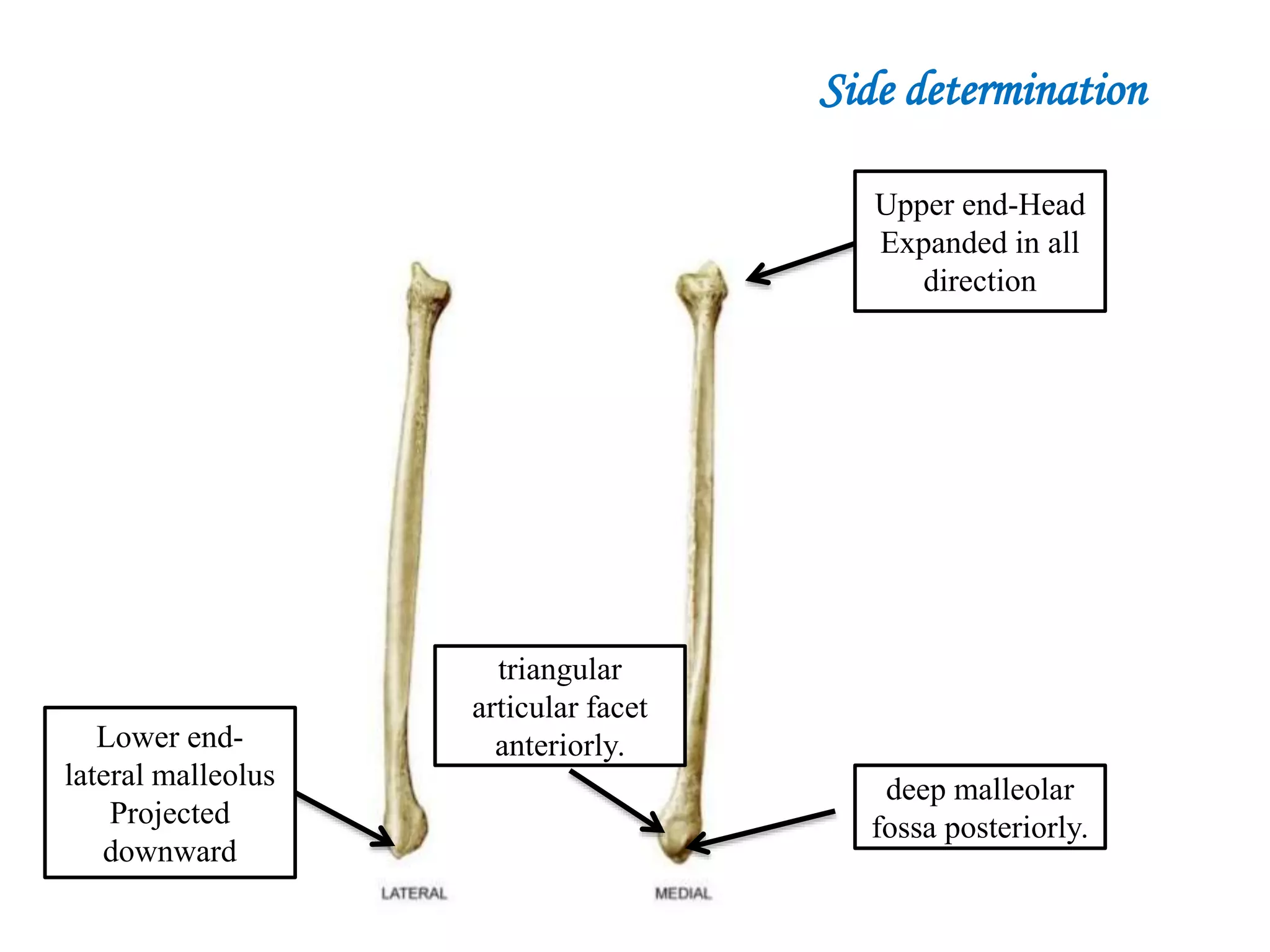 Fibula bone Anatomy | PPTX