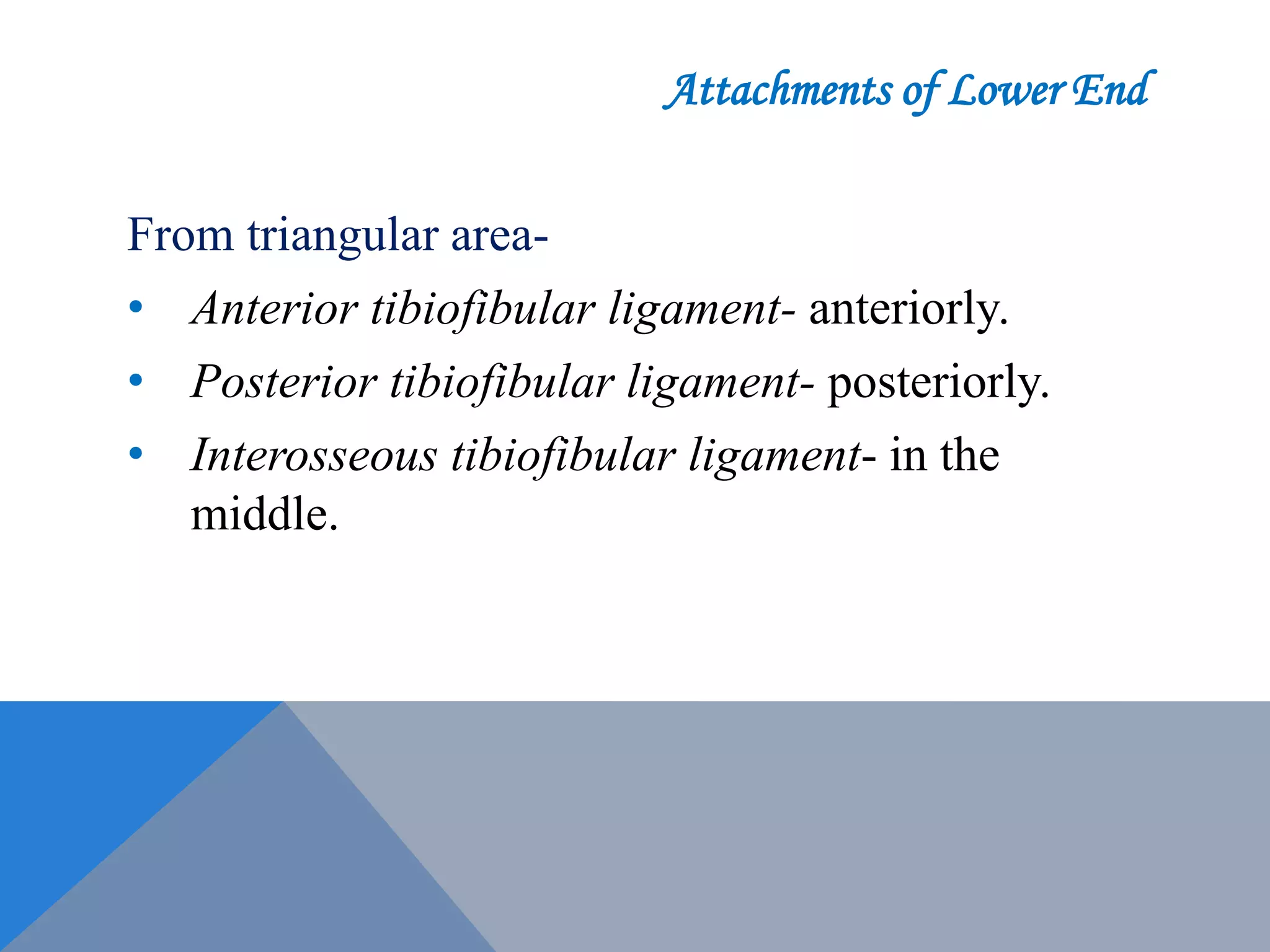 Fibula bone Anatomy | PPTX