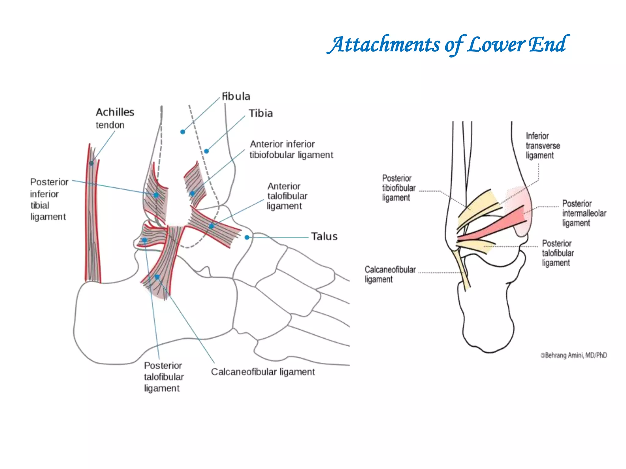 Fibula bone Anatomy | PPTX