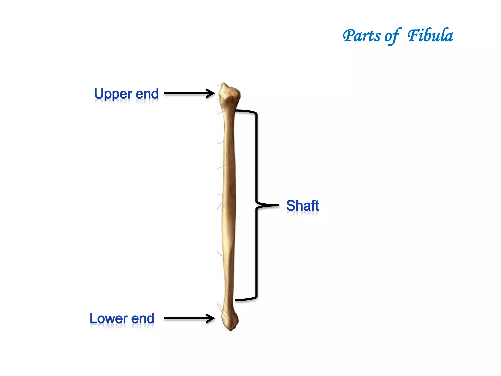 Fibula bone Anatomy | PPTX