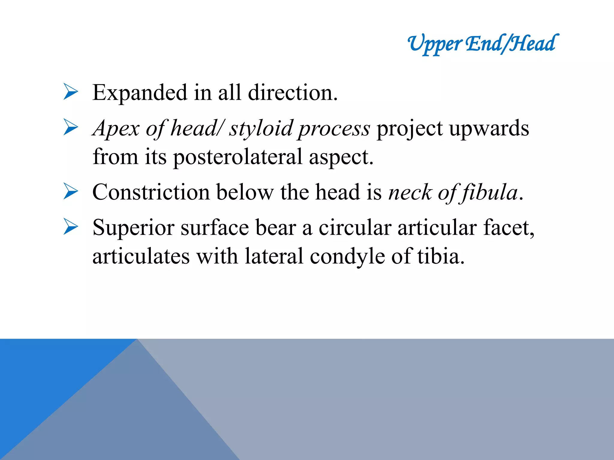 Fibula bone Anatomy | PPTX