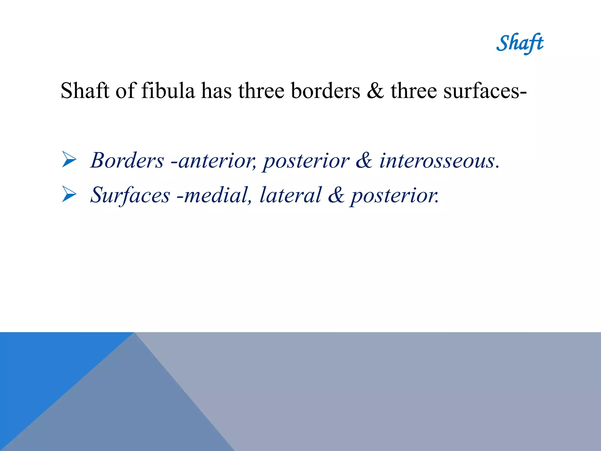 Fibula bone Anatomy | PPTX