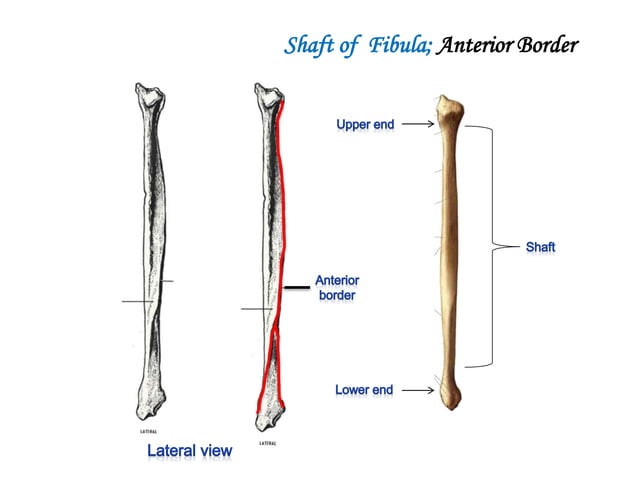 Fibula bone Anatomy | PPTX